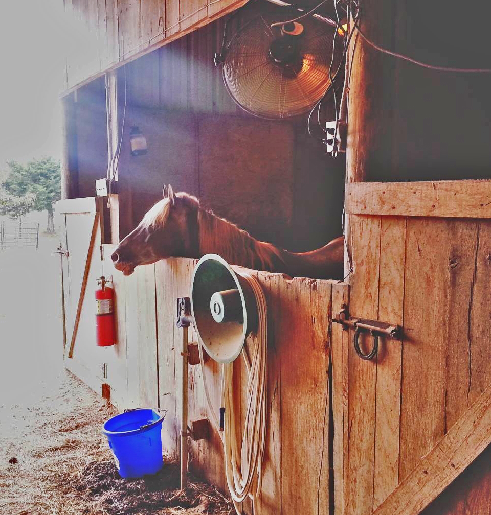 Horse in Stall – Mobile Veterinary Service