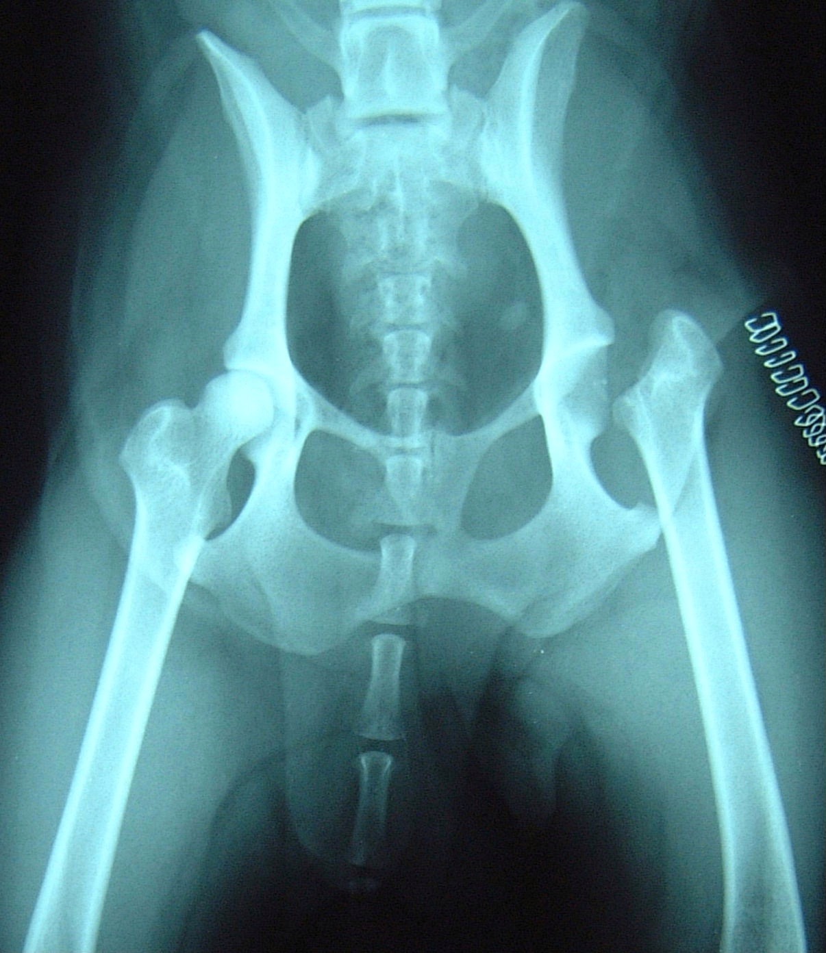 Digital radiology service – Mobile Veterinary Service